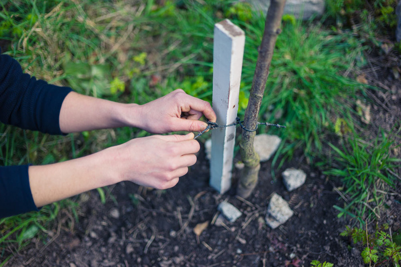 To Stake or Not to Stake – Floralawn