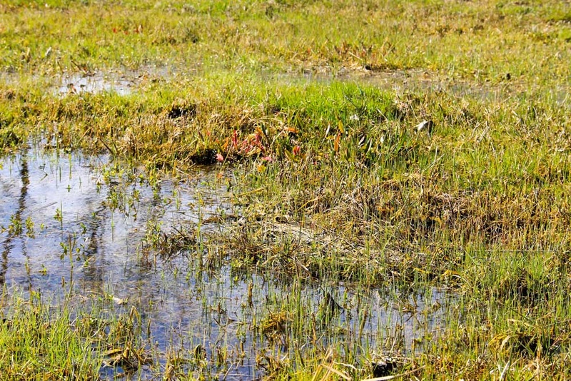French Drains A Soggy Ground Solution Floralawn french-drains-a-soggy-ground-solution-floralawn