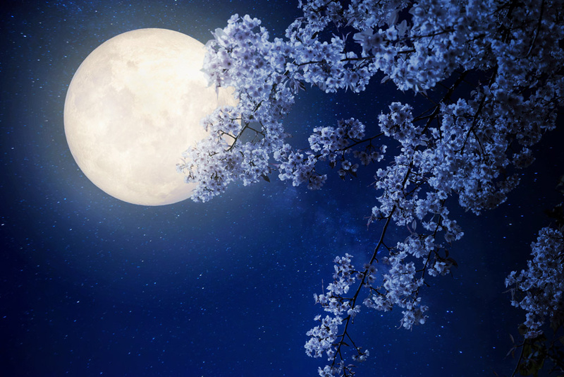 Create a Moonlight Garden – Floralawn Create a Moonlight Garden – Floralawn