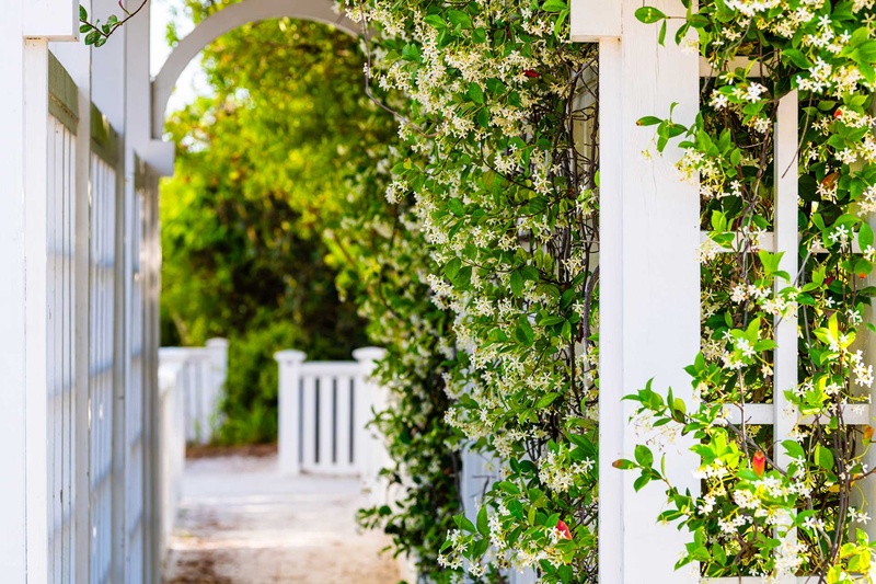 Elevate Your Garden with Vines – Floralawn
