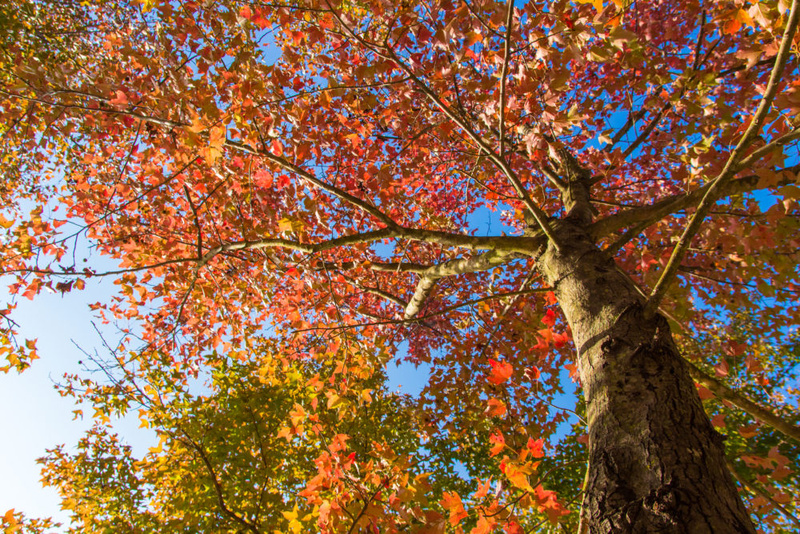 Colorful Fall Foliage in Florida: You Can Have It! – Floralawn