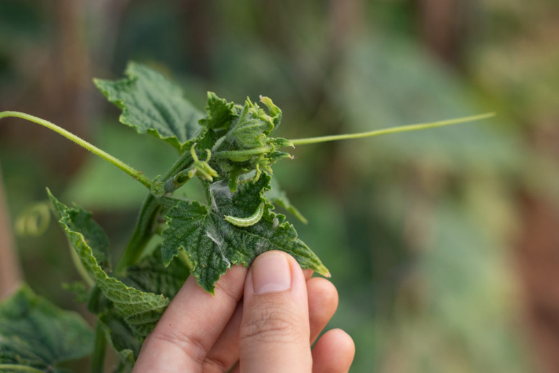 Cool Weather Pest Management