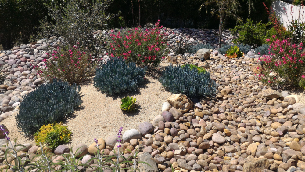The Art of Xeriscaping in Florida: Saving Water with Style – Floralawn