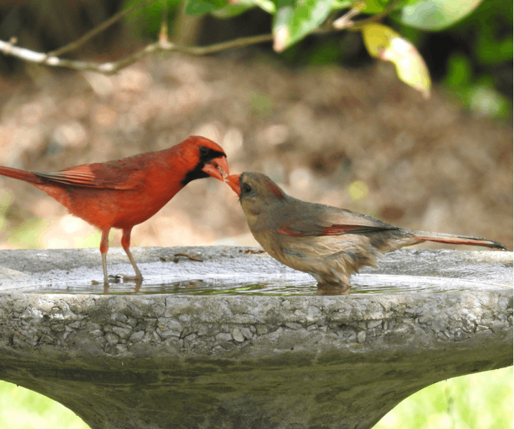 Birdscaping: Creating a Bird-Friendly Environment in Your Yard – Floralawn